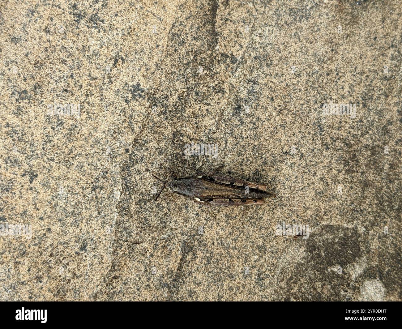 Catantops hi-res stock photography and images - Alamy