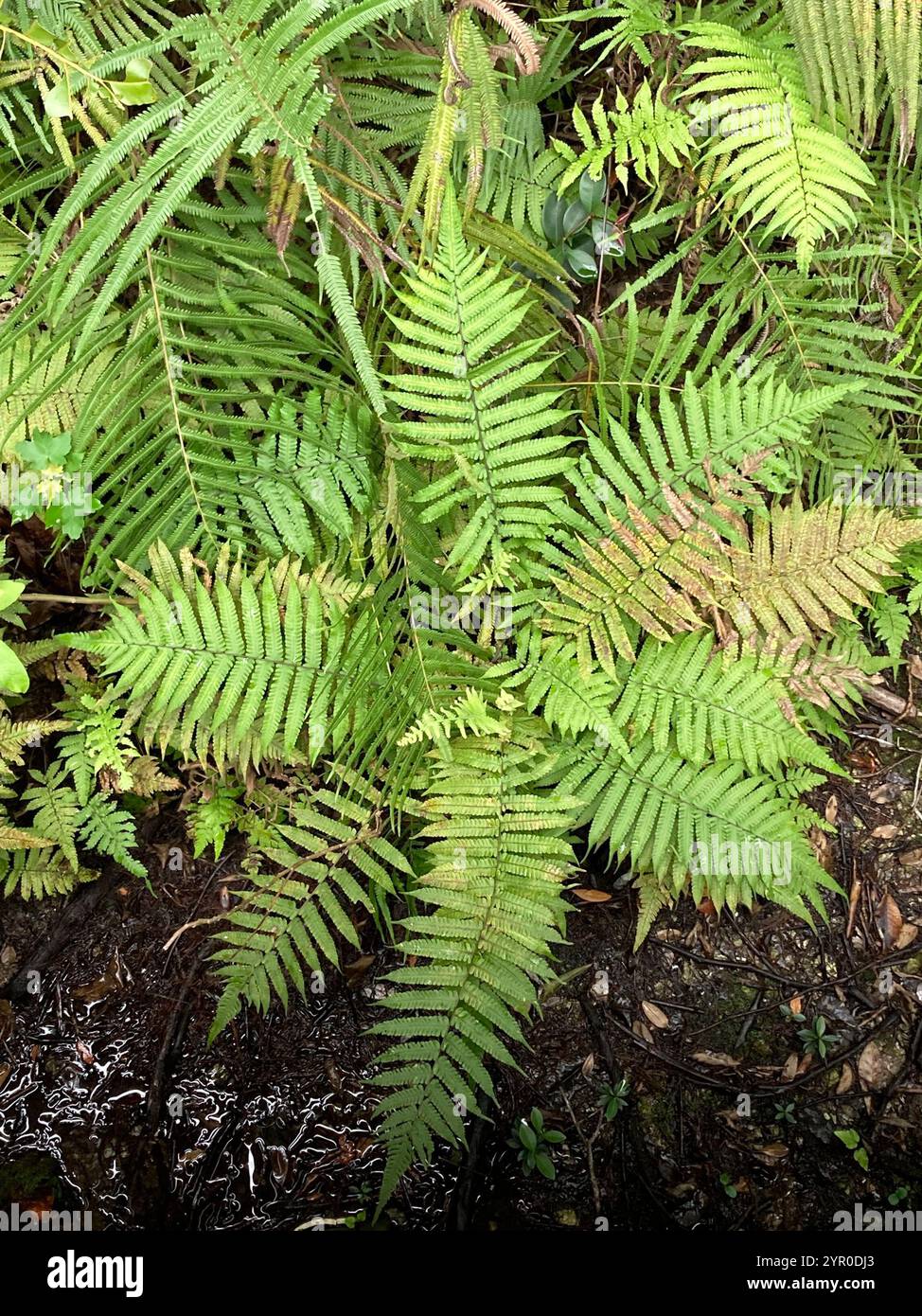 Soft Fern (Christella dentata Stock Photo - Alamy