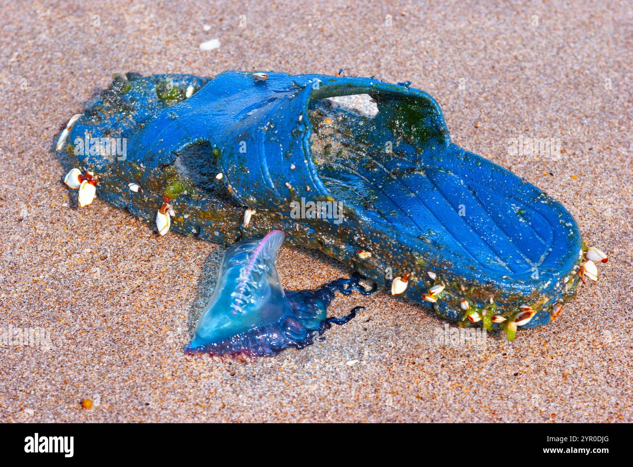 Slipper washed on beach and Portuguese man o' war Stock Photo - Alamy