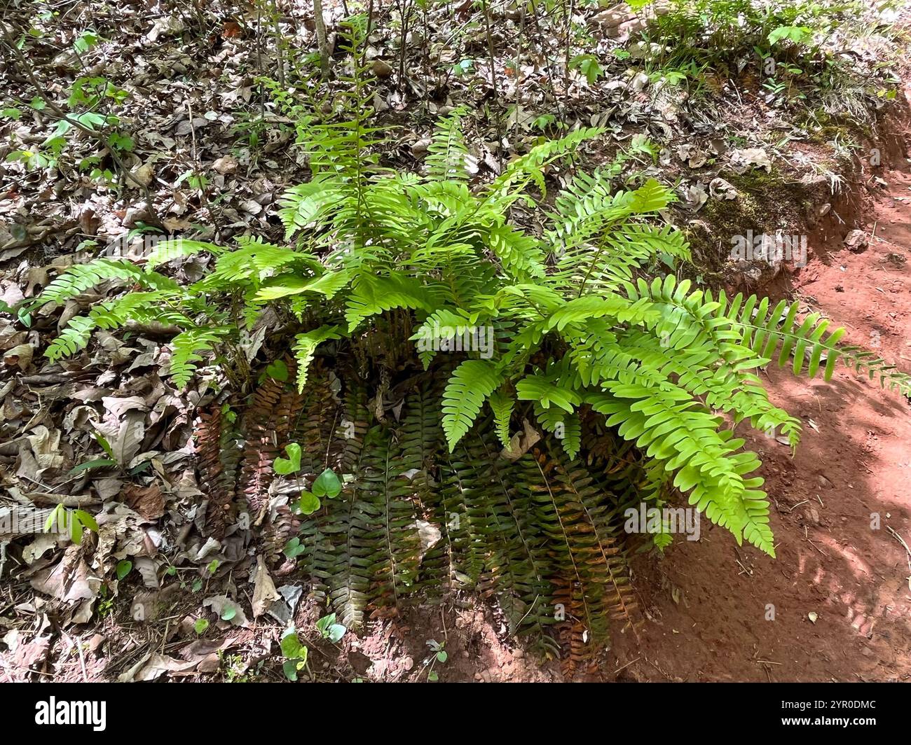Christmas fern (Polystichum acrostichoides Stock Photo - Alamy