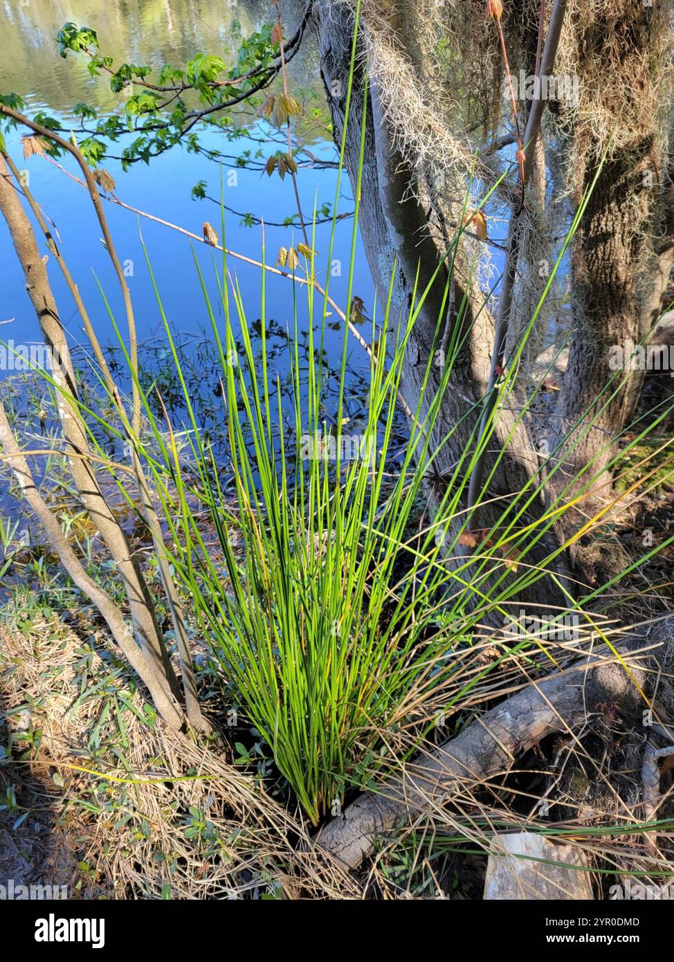 Soft Rush (Juncus effusus Stock Photo - Alamy