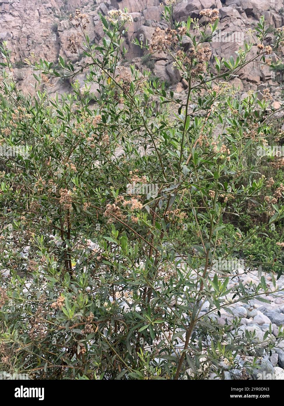 mule fat (Baccharis salicifolia Stock Photo - Alamy