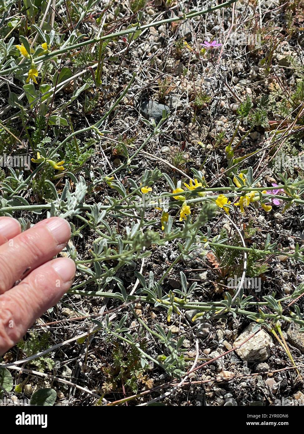 Silky broom hi-res stock photography and images - Alamy
