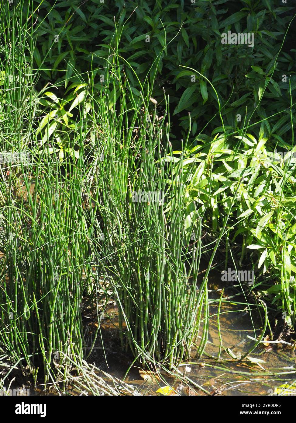 Branched Horsetail (Equisetum ramosissimum Stock Photo - Alamy