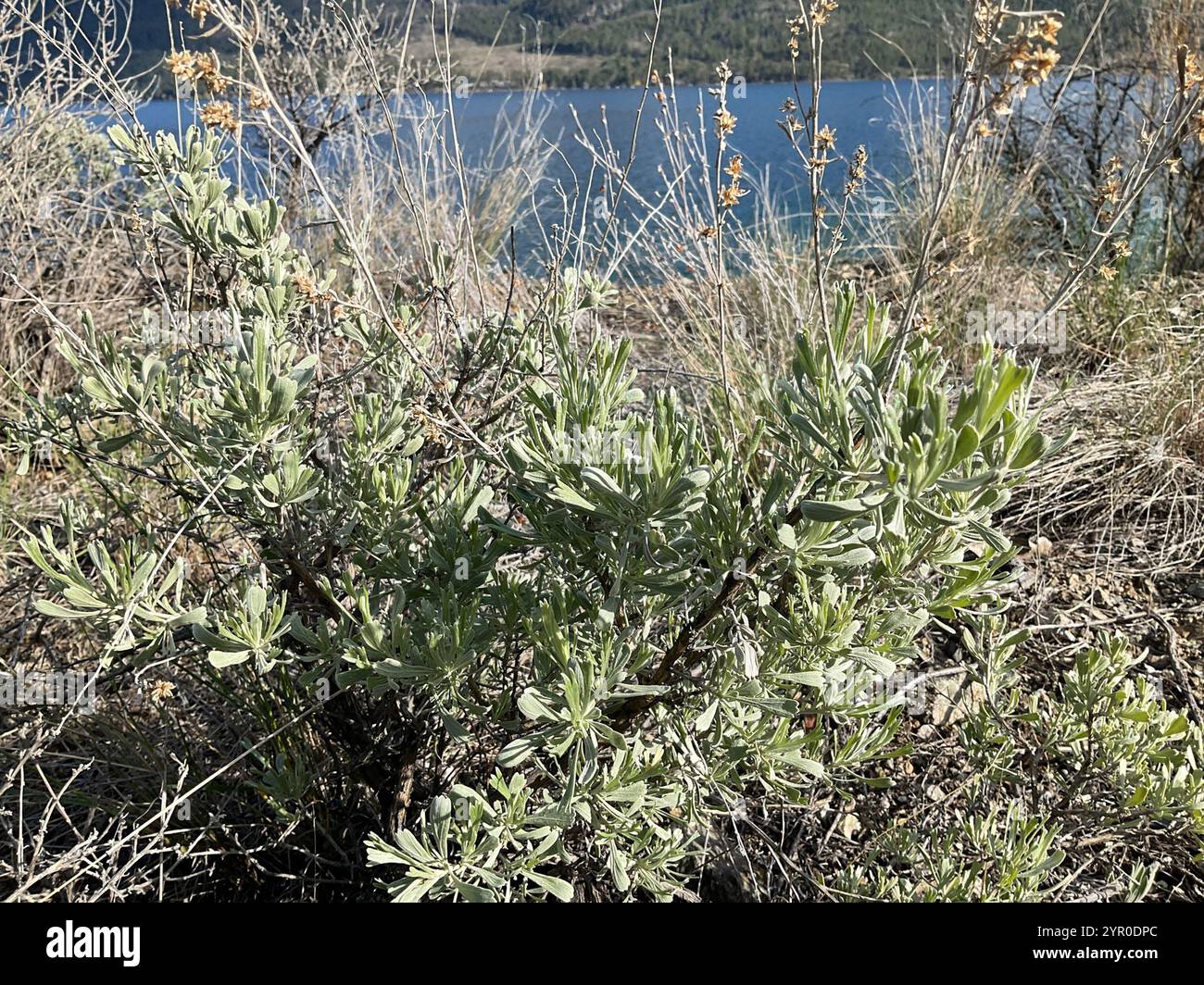 Big Sagebrush (Artemisia tridentata Stock Photo - Alamy