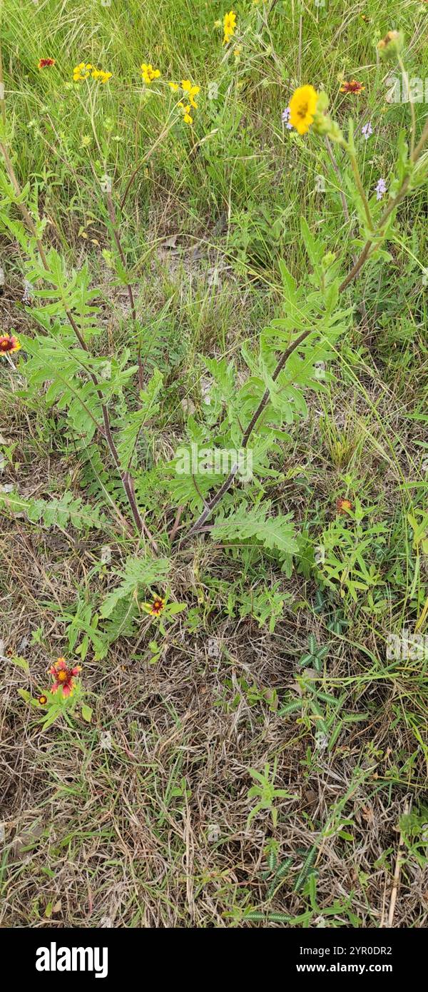 Engelmann daisy hi-res stock photography and images - Alamy