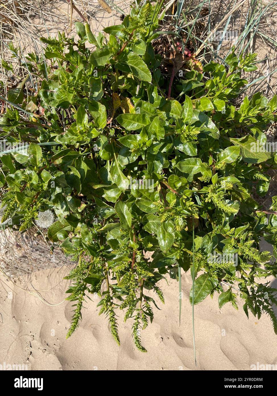 sea beet (Beta vulgaris maritima Stock Photo - Alamy