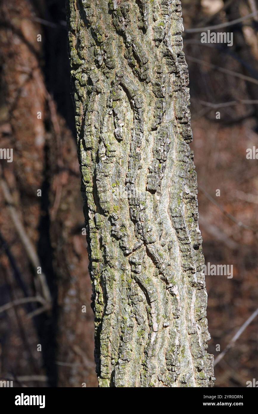 common hackberry (Celtis occidentalis Stock Photo - Alamy