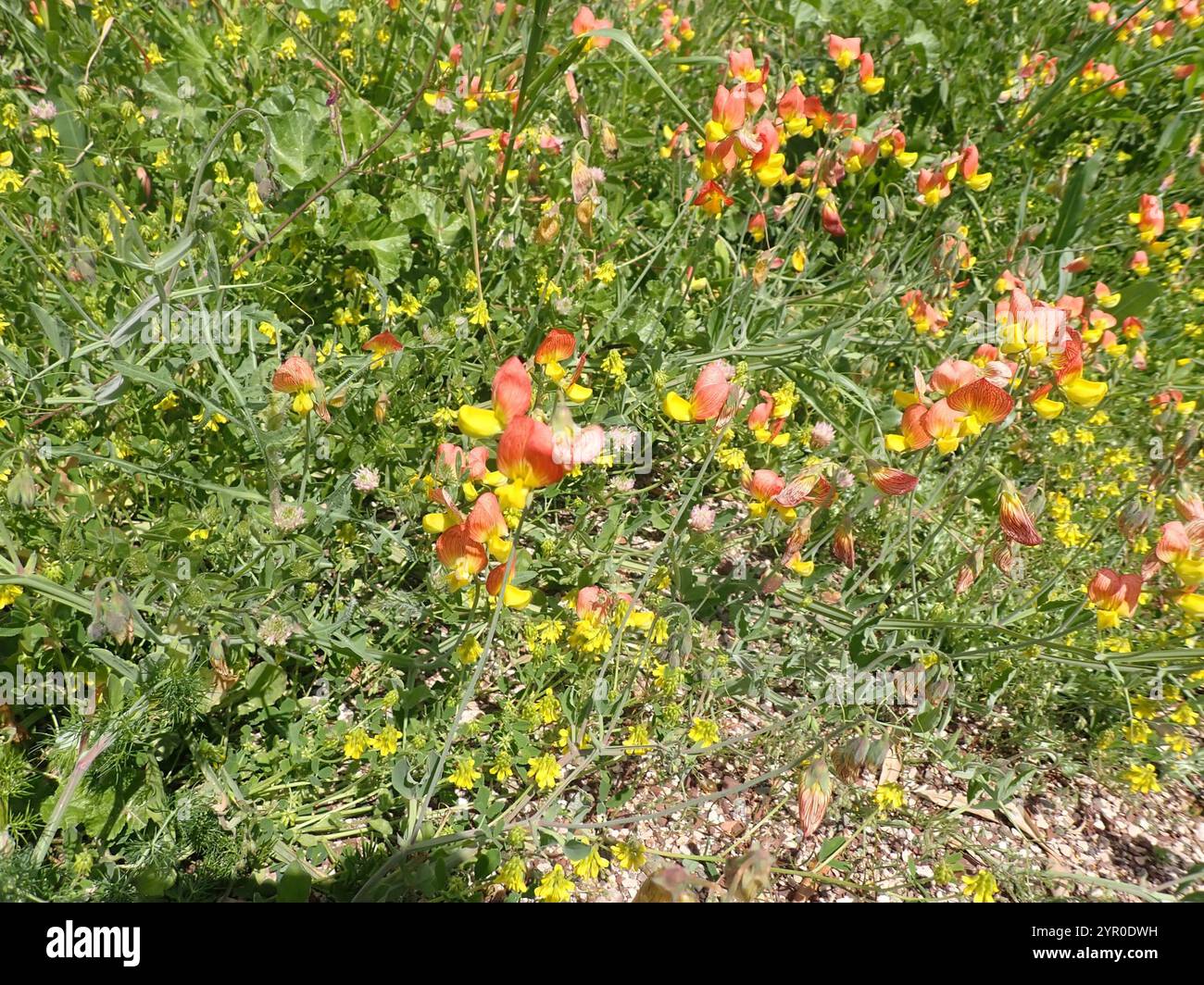 yellow restharrow (Ononis natrix Stock Photo - Alamy