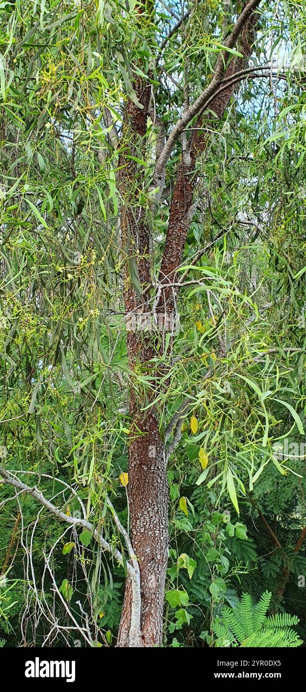 Willow Acacia (Acacia salicina Stock Photo - Alamy