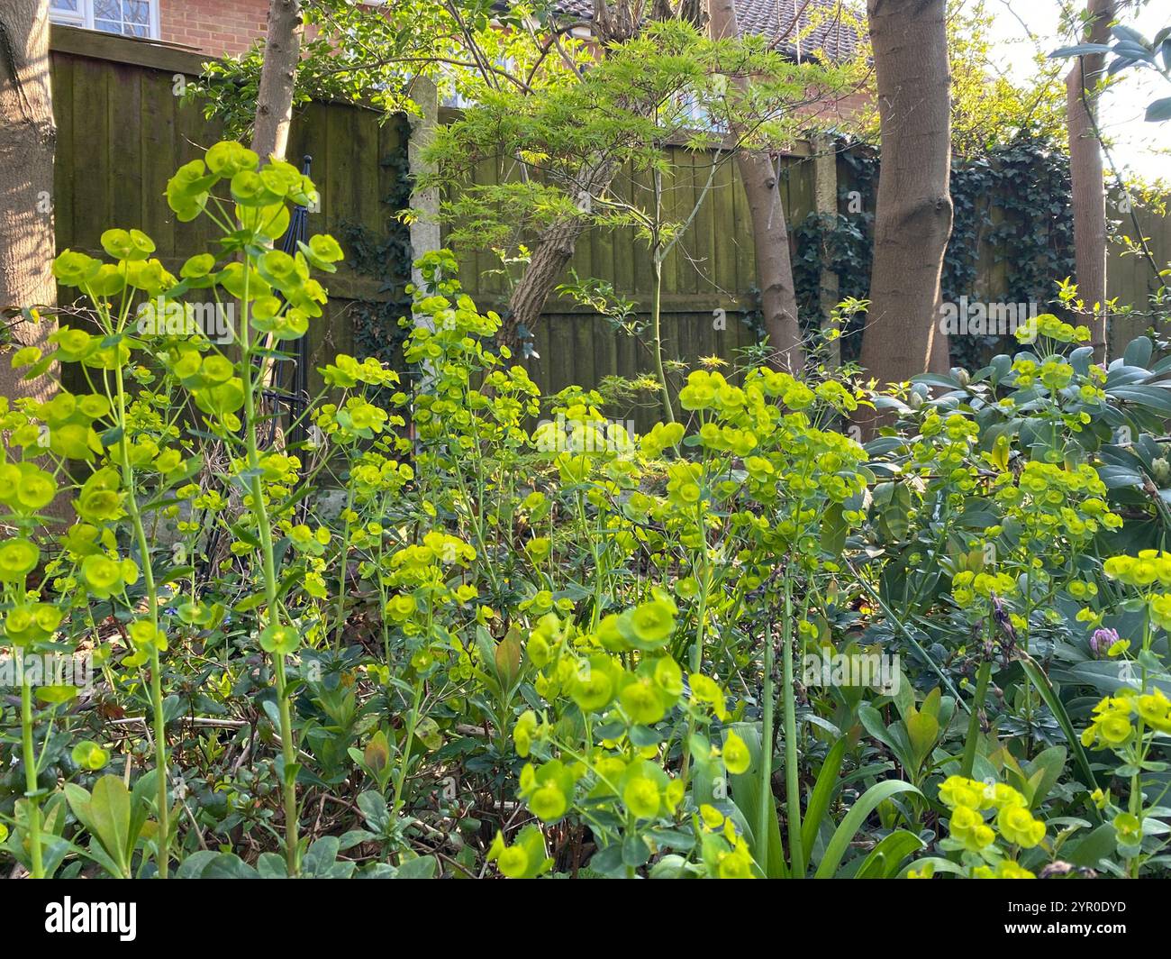 Mrs Robb's-bonnet (Euphorbia amygdaloides robbiae Stock Photo - Alamy