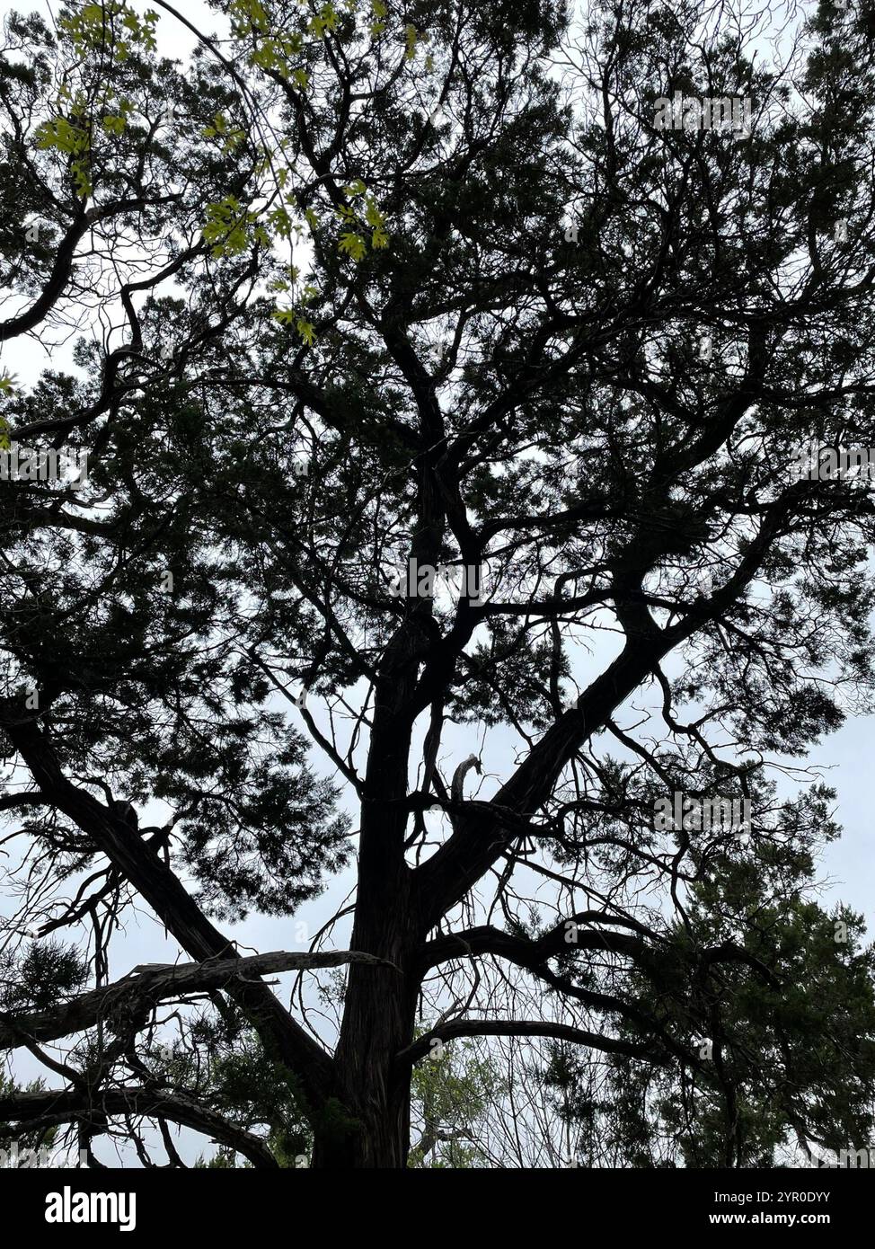 Ashe juniper (Juniperus ashei Stock Photo - Alamy