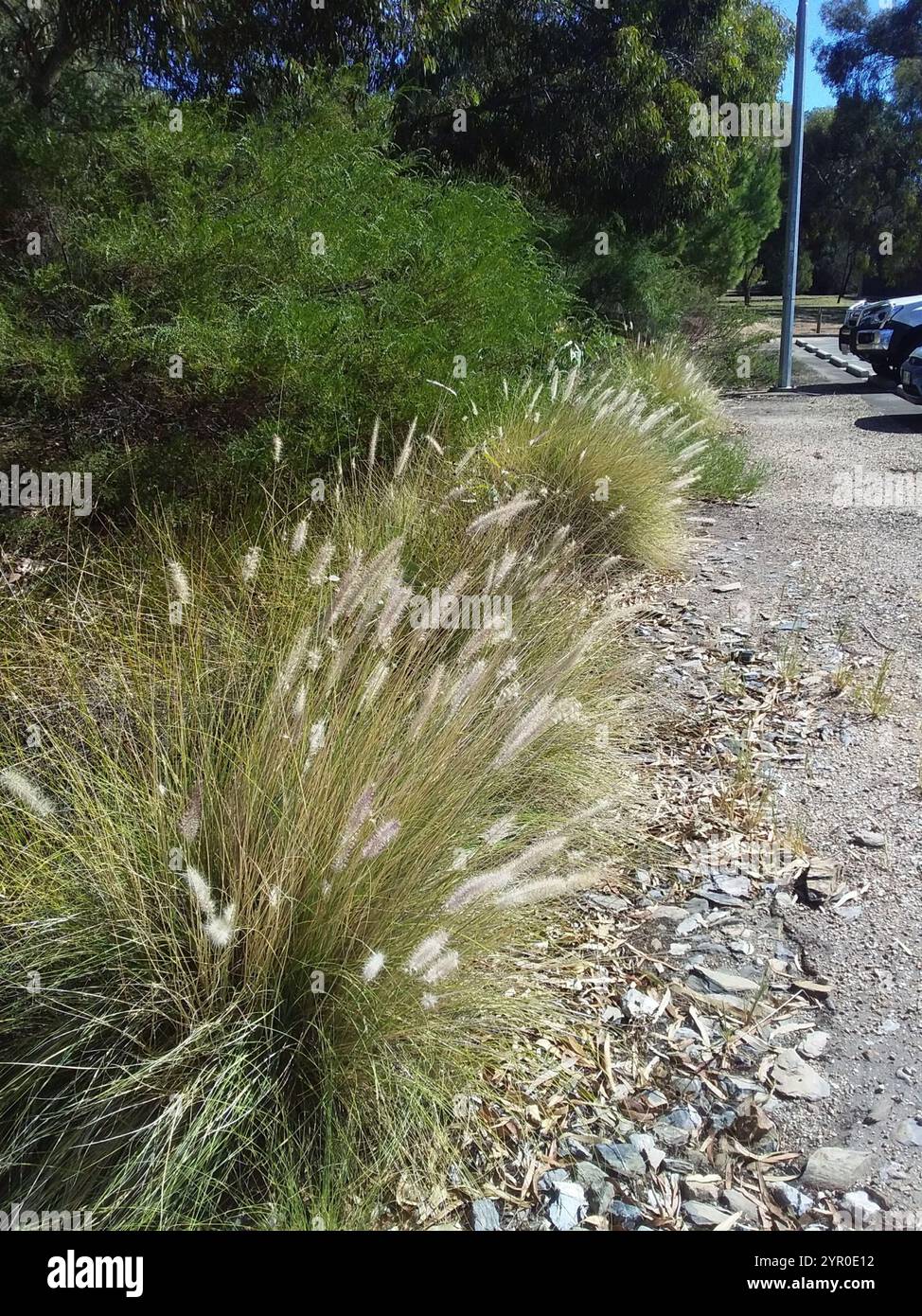 Fountain Grass (Cenchrus setaceus Stock Photo - Alamy