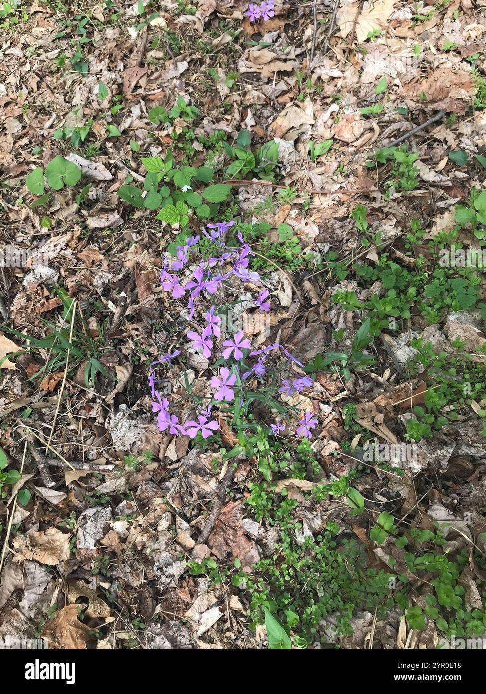 blue phlox (Phlox divaricata Stock Photo - Alamy