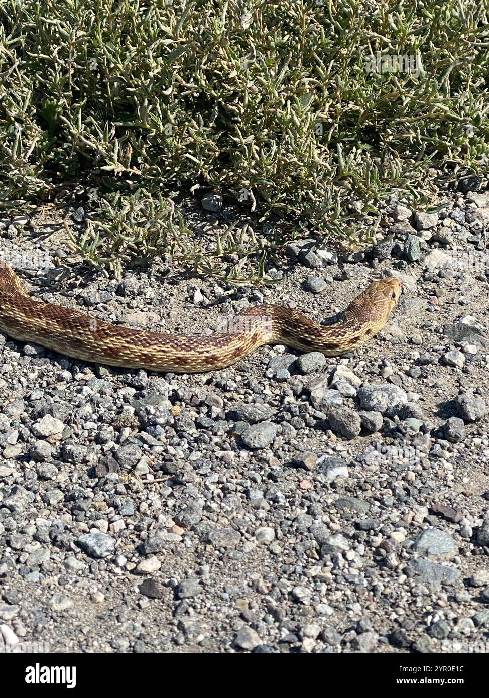 Pacific Gopher Snake (Pituophis catenifer catenifer Stock Photo - Alamy