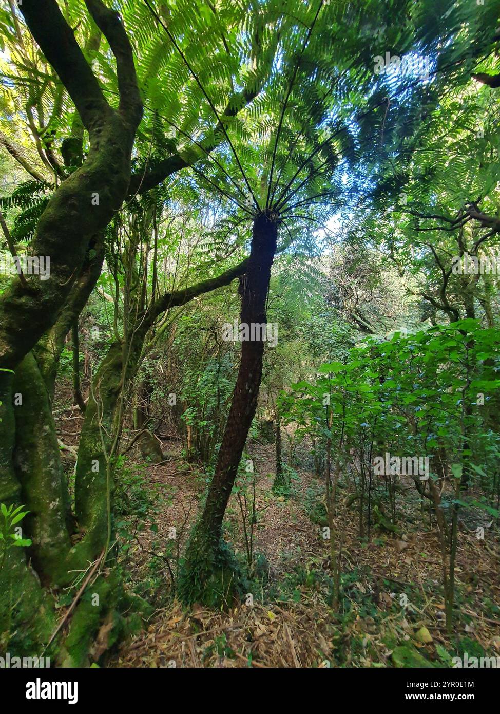 scaly tree ferns (Cyathea Stock Photo - Alamy
