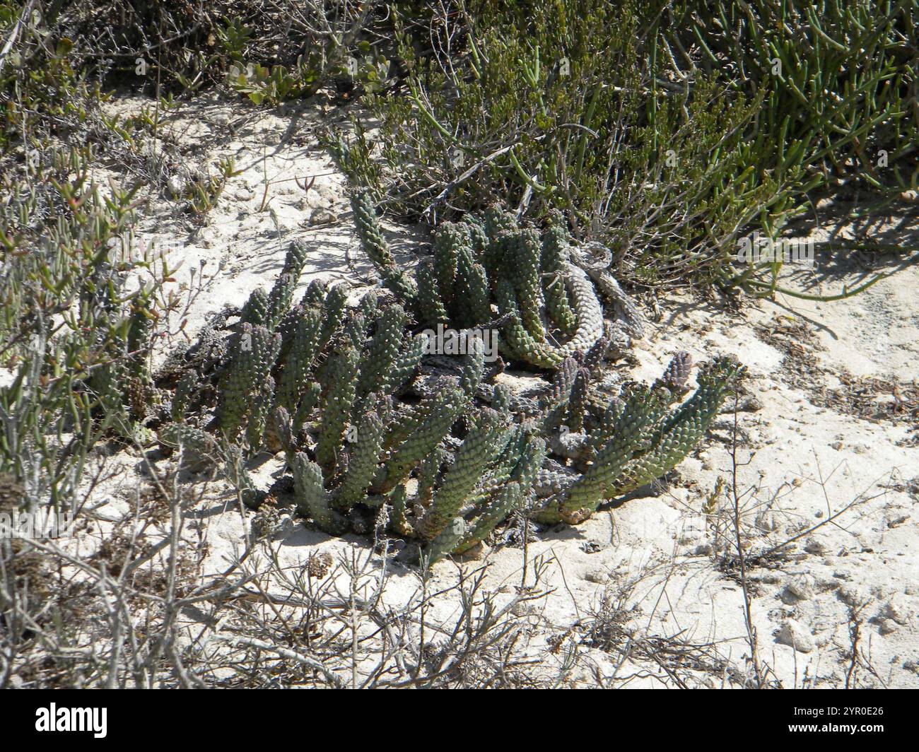 Medusa's-head (Euphorbia caput-medusae Stock Photo - Alamy