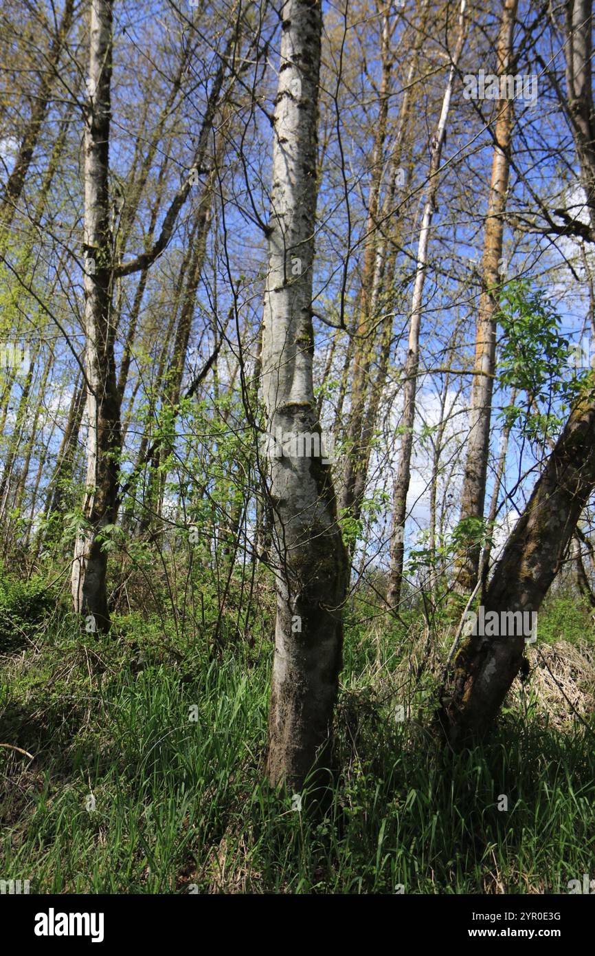 Red Alder (Alnus rubra Stock Photo - Alamy
