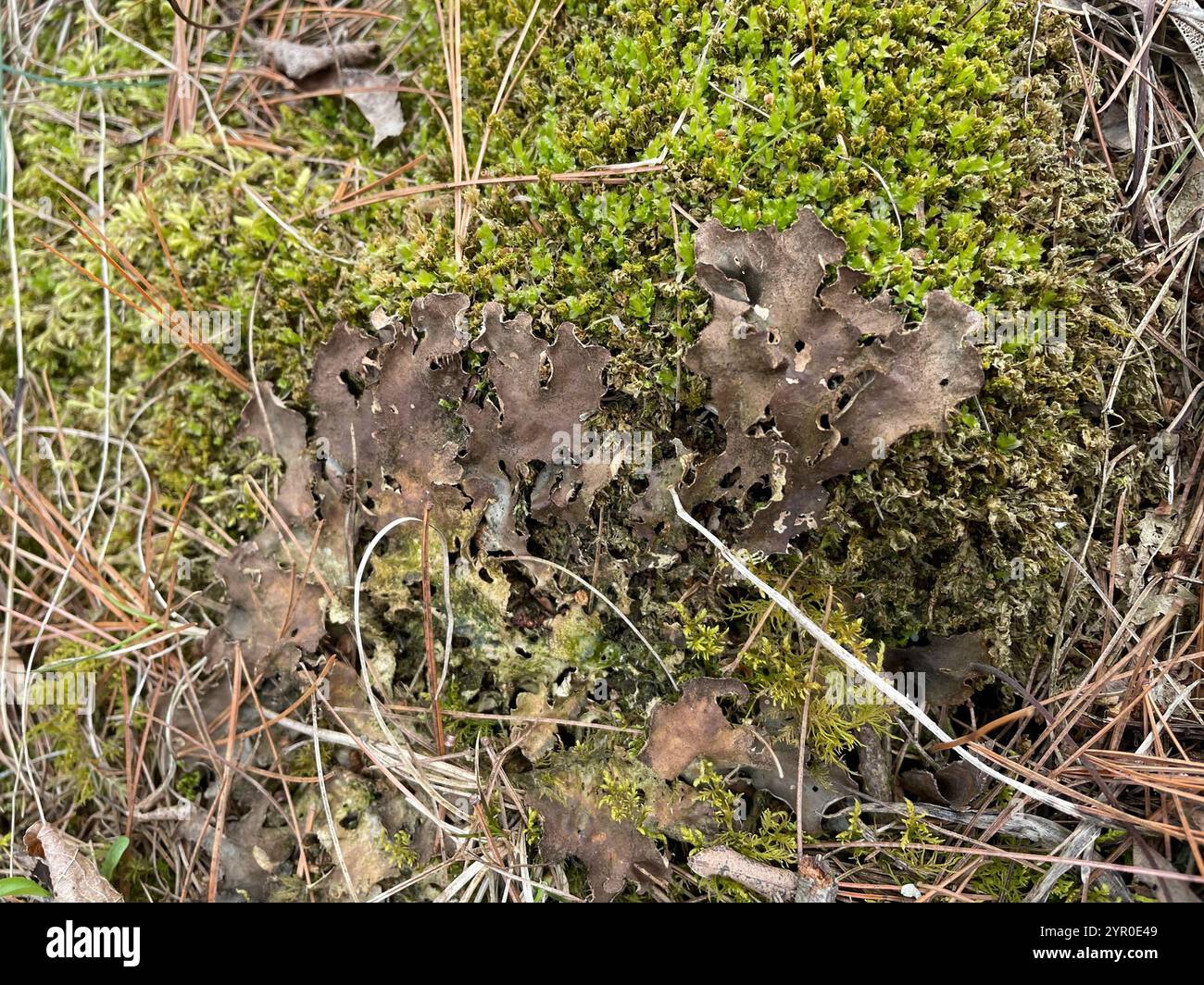 scaly pelt lichen (Peltigera praetextata Stock Photo - Alamy
