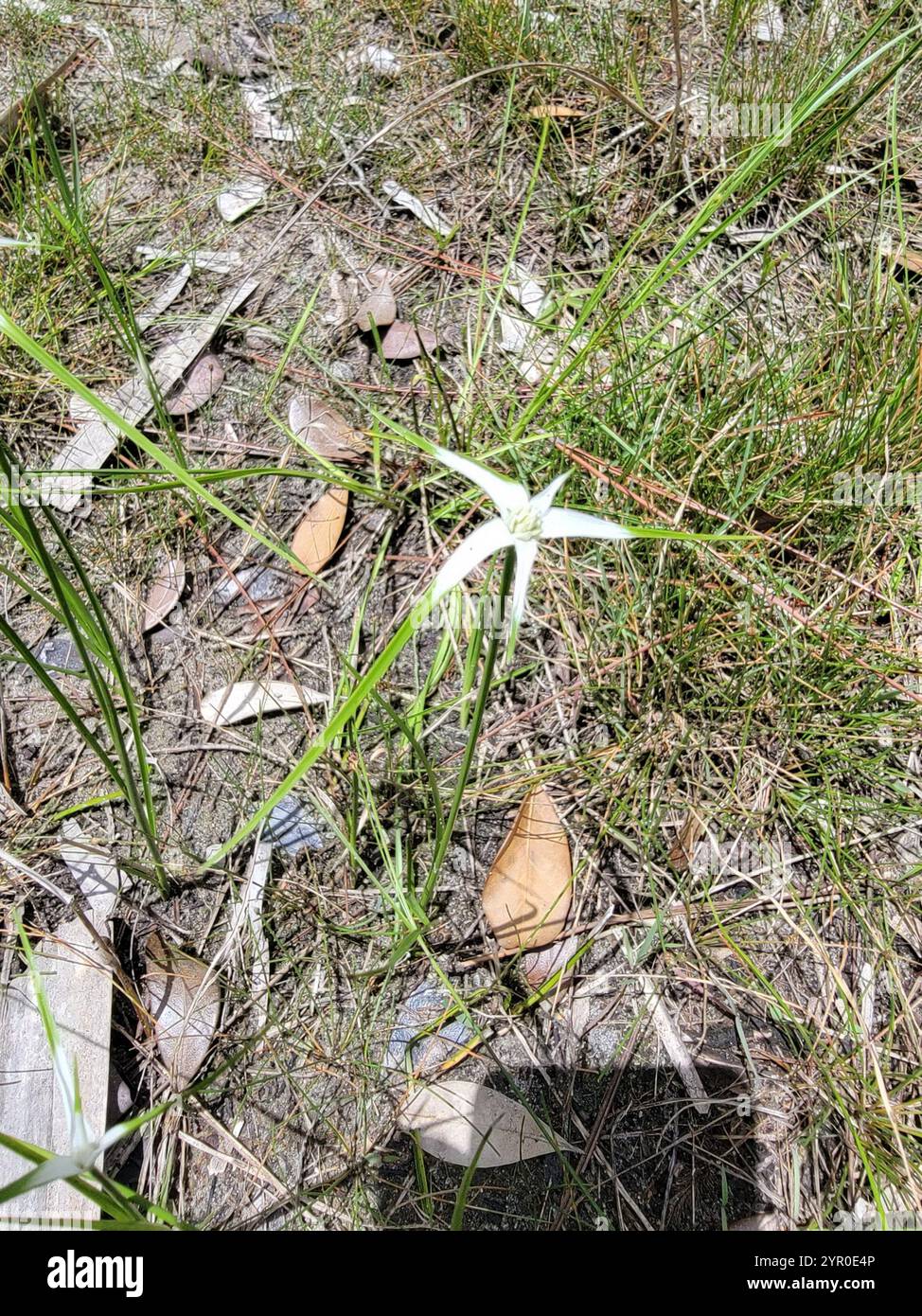 whitetop sedge (Rhynchospora colorata Stock Photo - Alamy