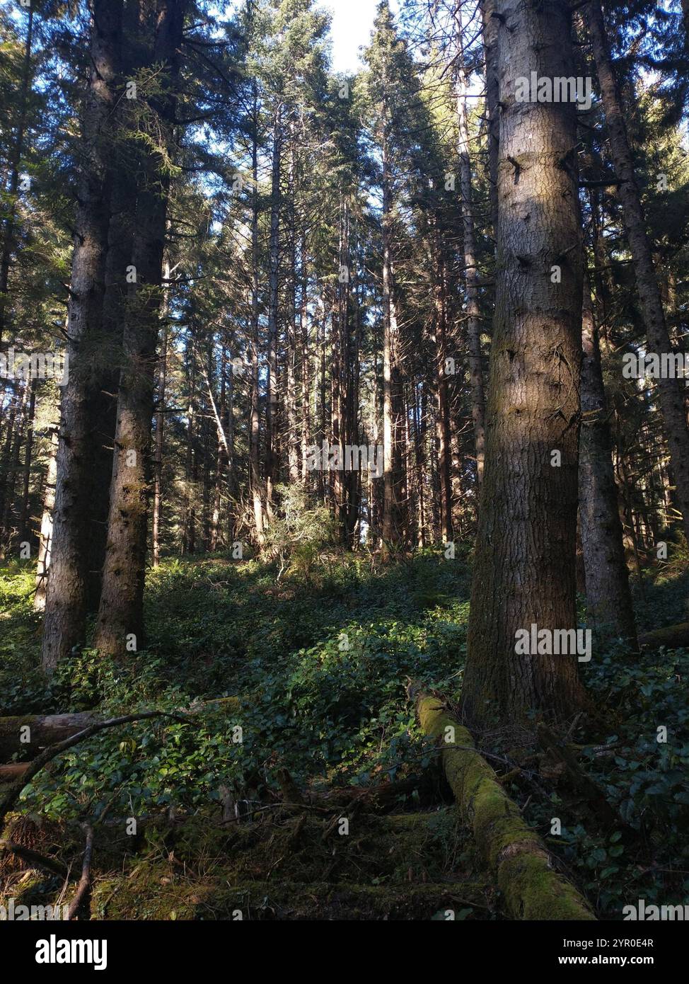 Sitka spruce (Picea sitchensis Stock Photo - Alamy