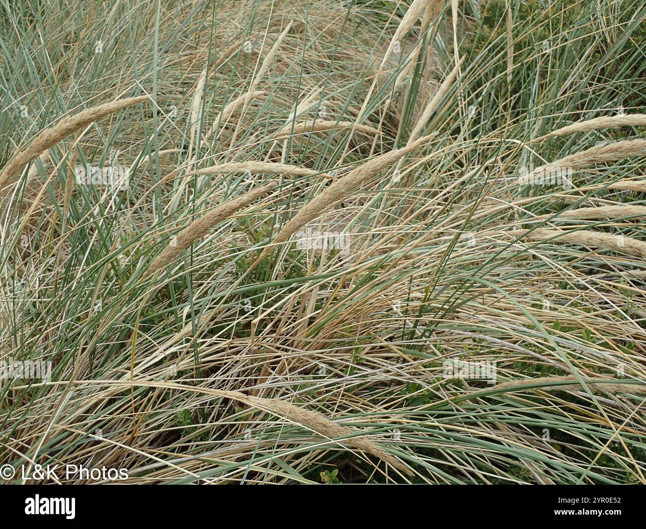 European marram grass (Calamagrostis arenaria Stock Photo - Alamy