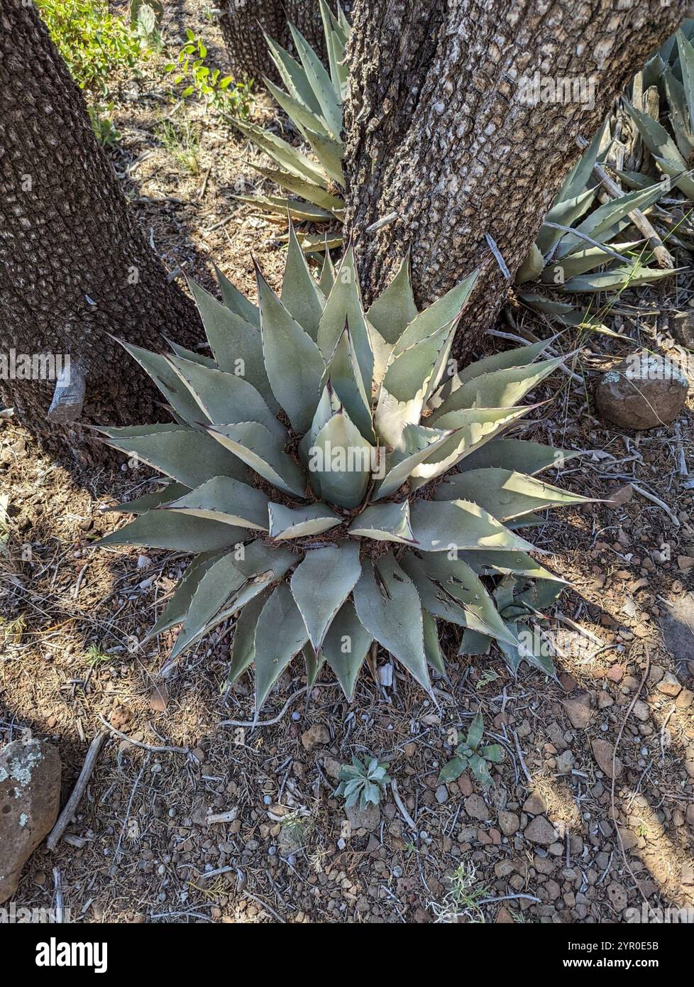 Parry's agave (Agave parryi Stock Photo - Alamy