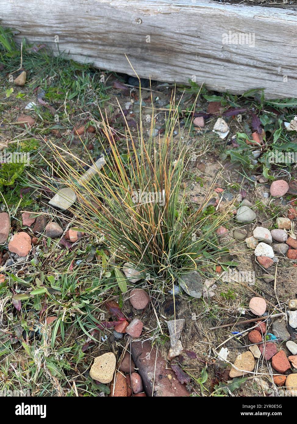 Hard Rush (Juncus inflexus Stock Photo - Alamy