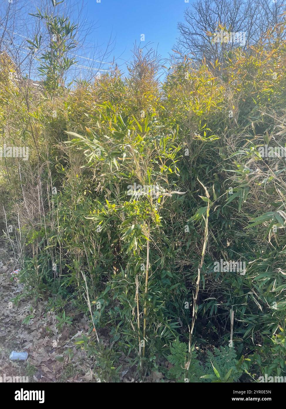 river cane (Arundinaria gigantea Stock Photo - Alamy