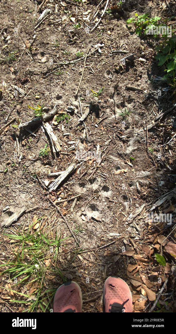 Pit trapping antlions hi-res stock photography and images - Alamy