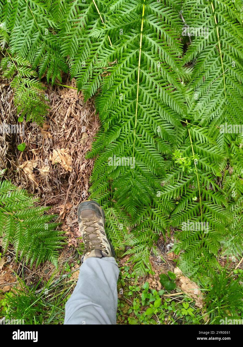 giant chain fern (Woodwardia fimbriata Stock Photo - Alamy