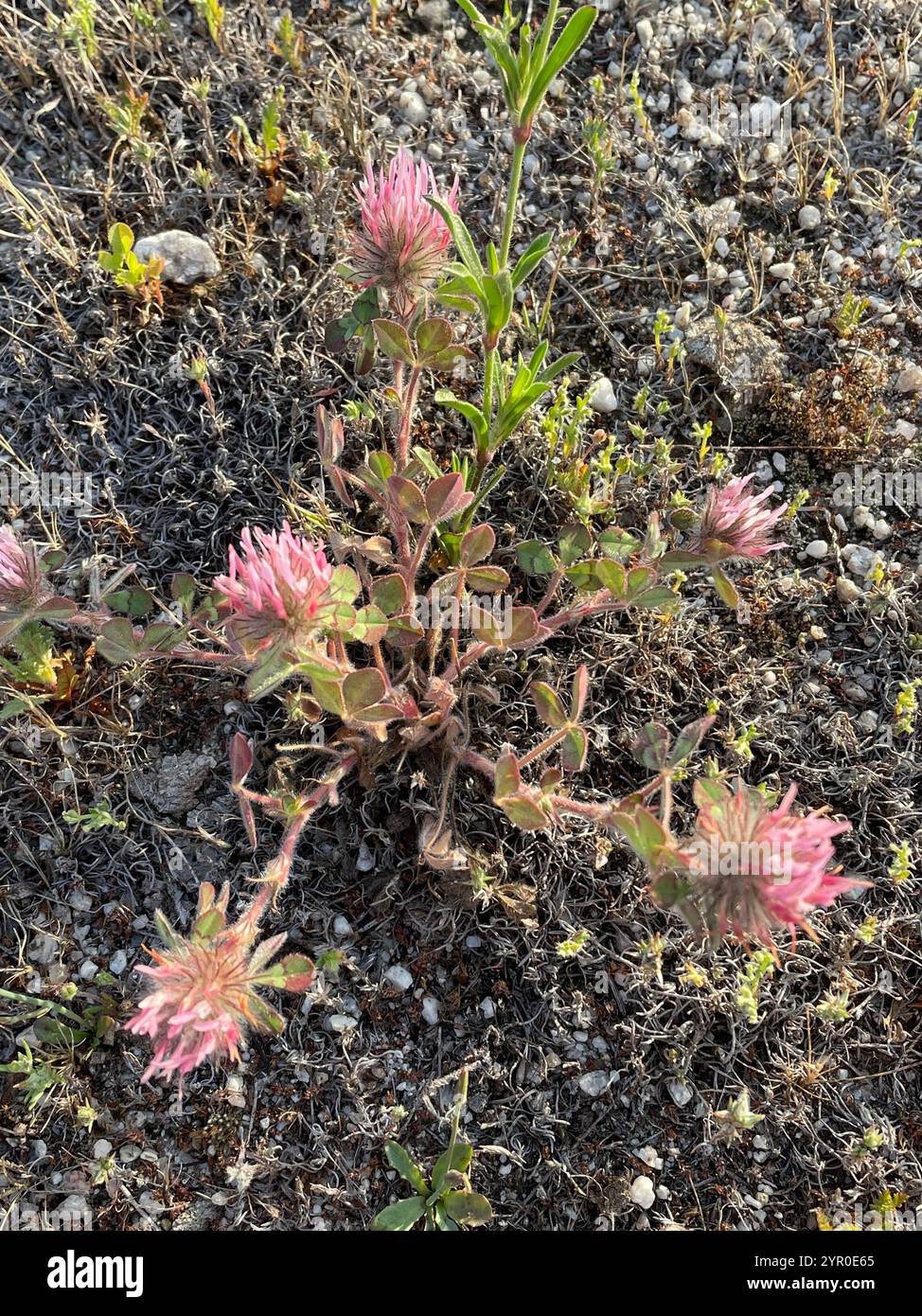 Rose Clover (Trifolium hirtum Stock Photo - Alamy