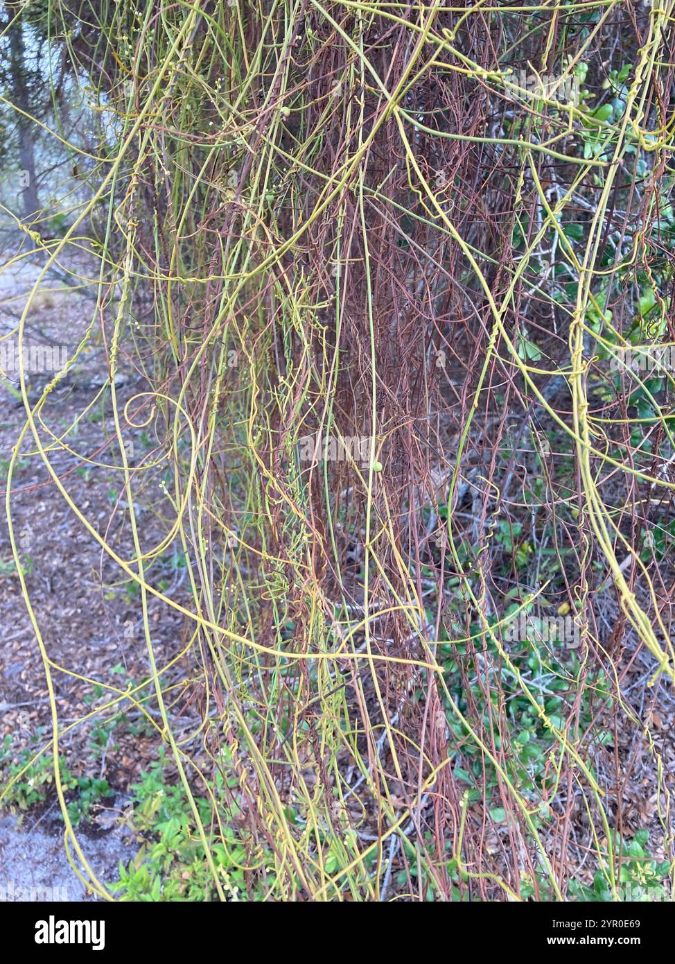 laurel dodder (Cassytha filiformis Stock Photo - Alamy