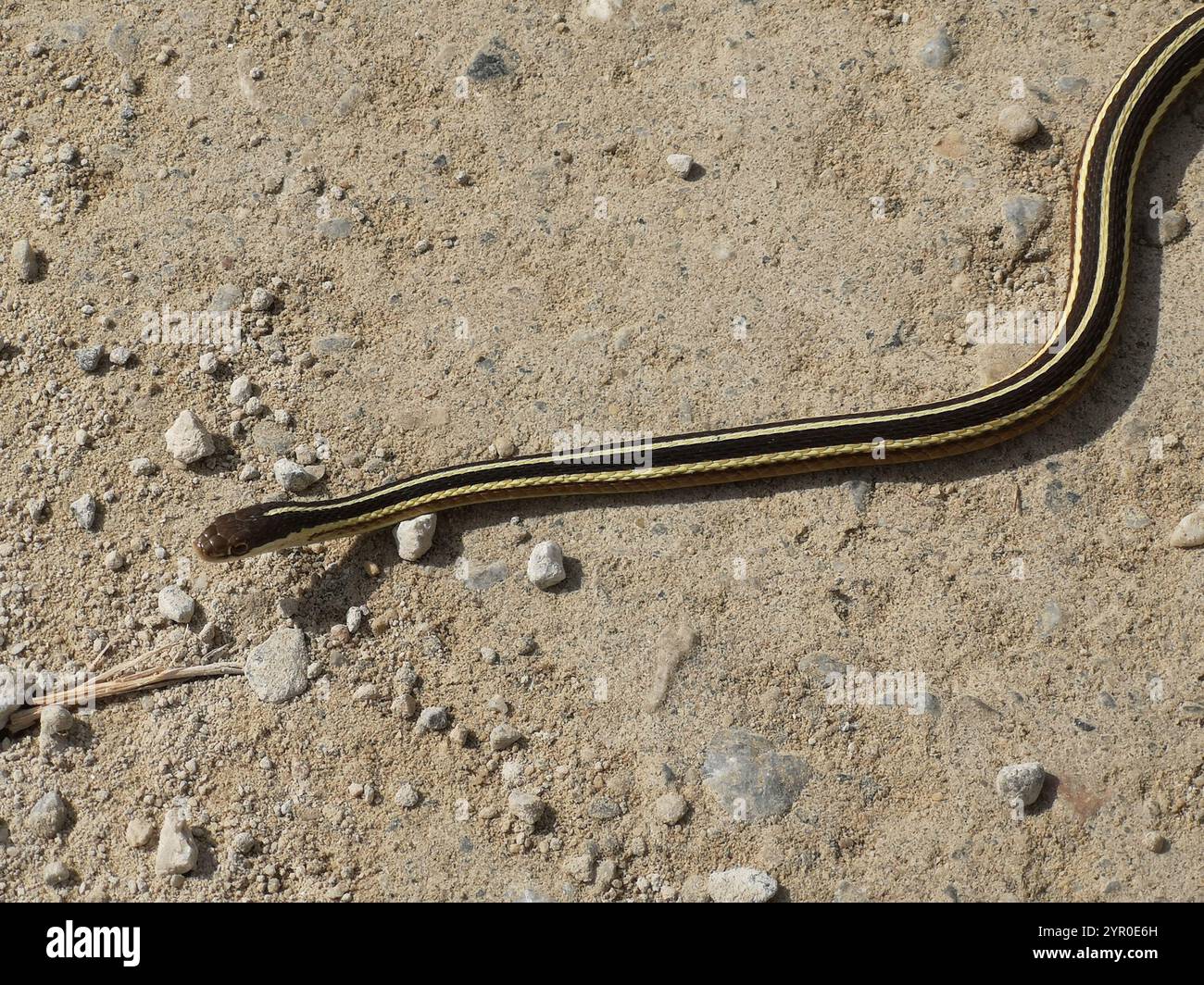 Common Ribbon Snake (Thamnophis saurita Stock Photo - Alamy