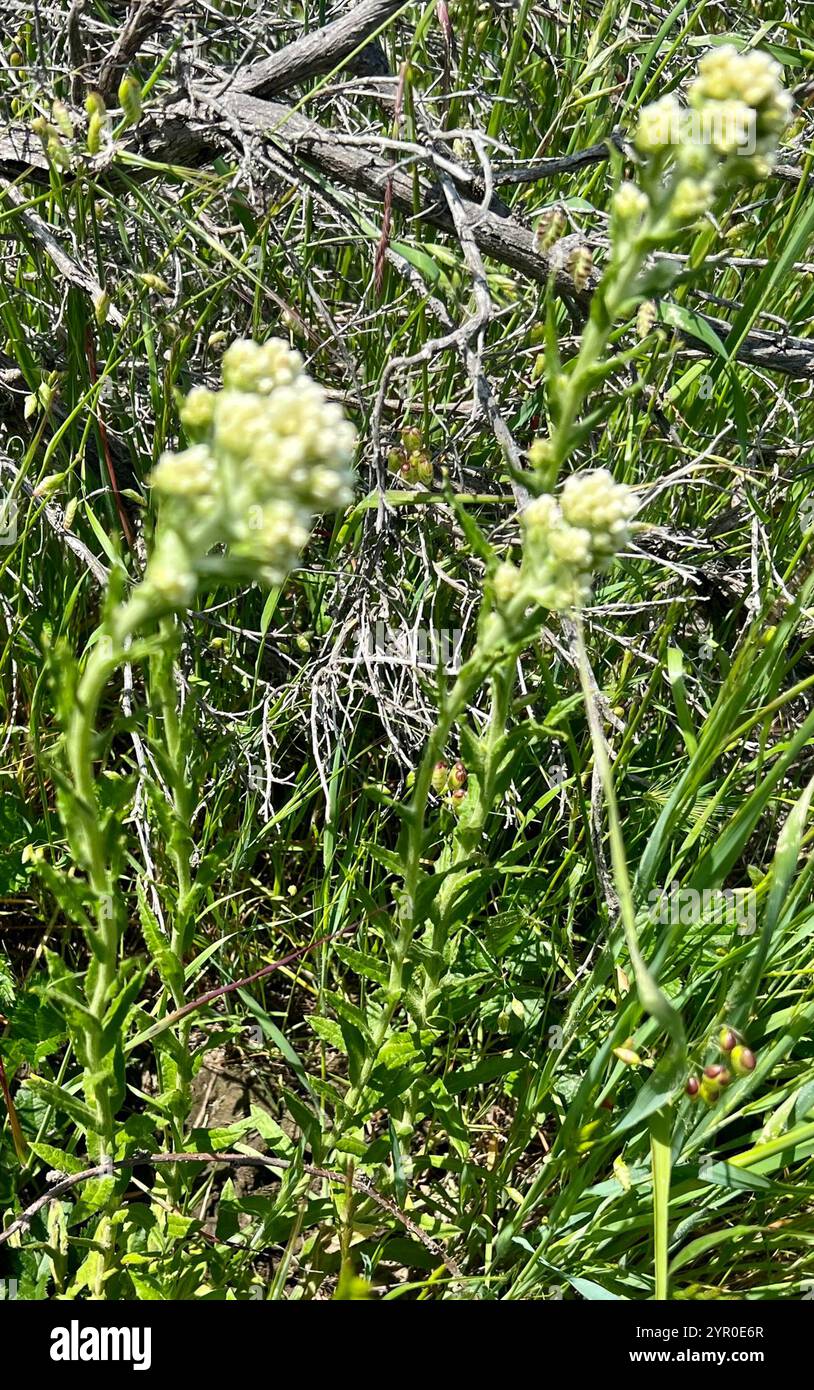 California cudweed (Pseudognaphalium californicum Stock Photo - Alamy
