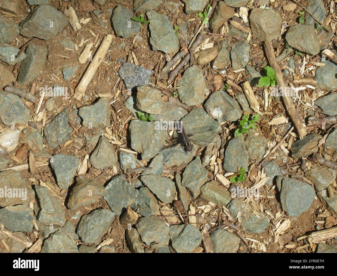 Blue Corporal (Ladona deplanata Stock Photo - Alamy