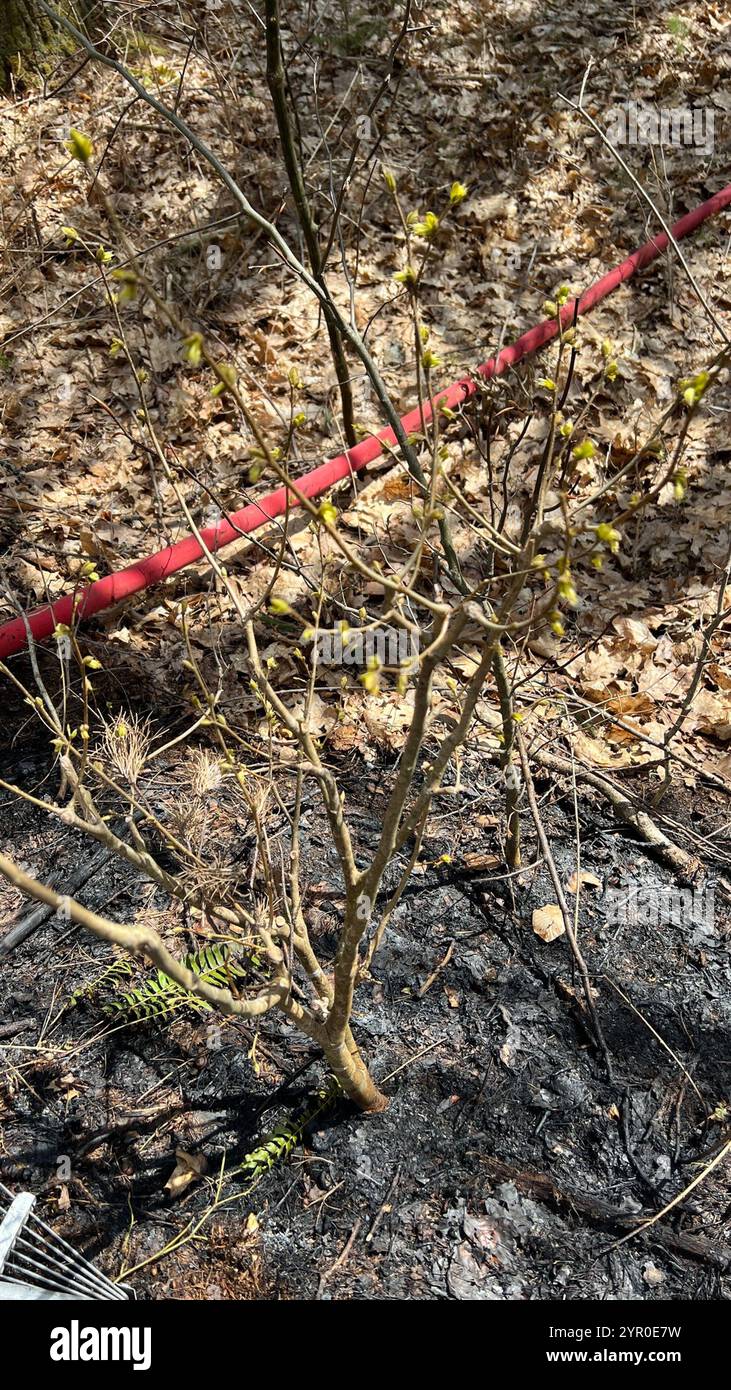 eastern leatherwood (Dirca palustris Stock Photo - Alamy