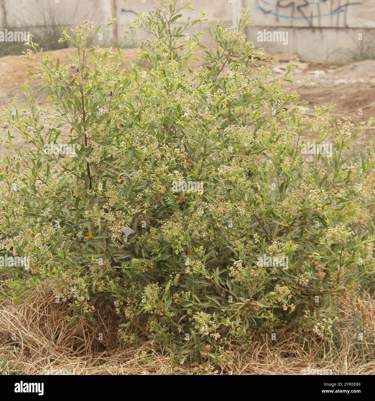 mule fat (Baccharis salicifolia Stock Photo - Alamy