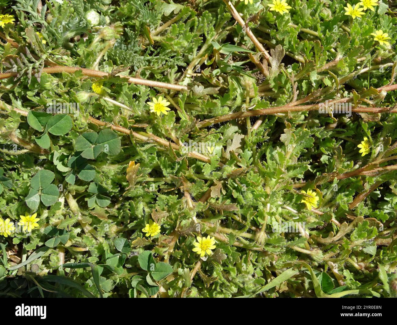 Stinkweed Boneseed (Osteospermum acanthospermum Stock Photo - Alamy