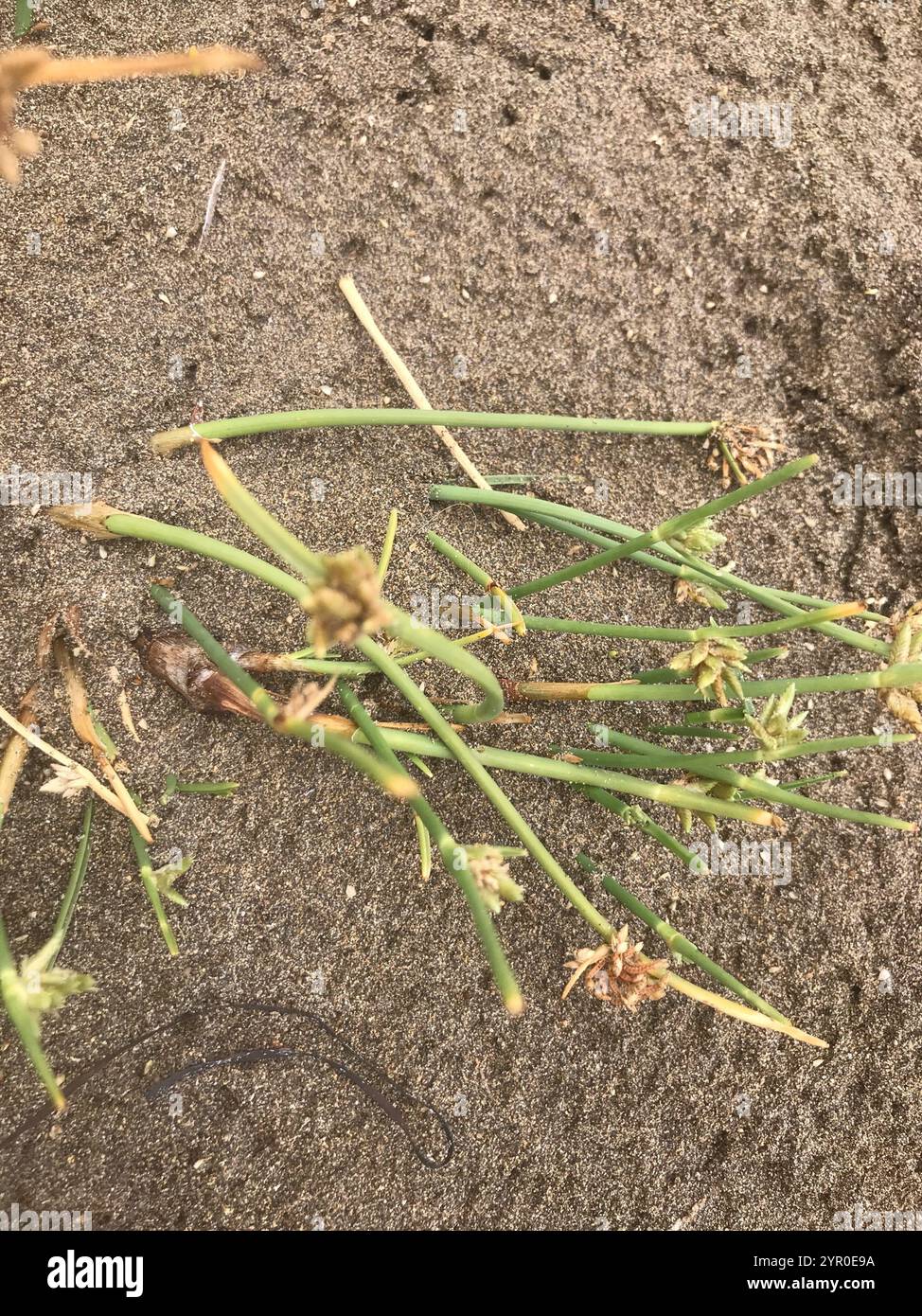 Smooth Flatsedge (Cyperus laevigatus Stock Photo - Alamy