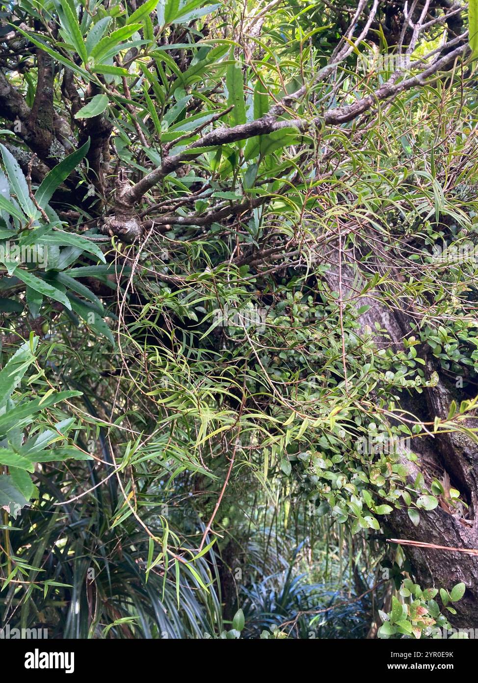 Winika (Dendrobium cunninghamii Stock Photo - Alamy