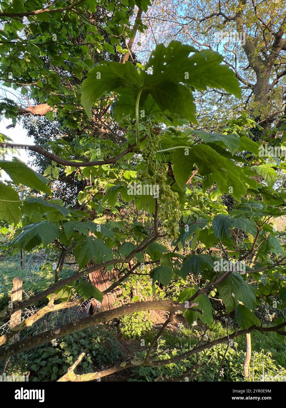 sycamore maple (Acer pseudoplatanus Stock Photo - Alamy