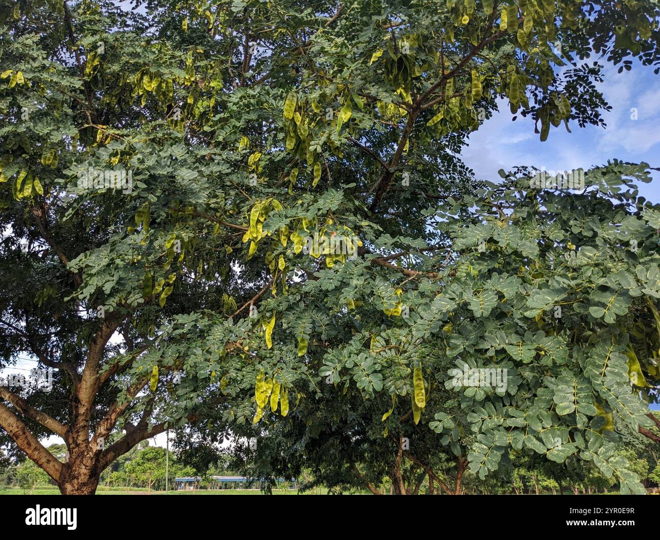 lebbeck (Albizia lebbeck Stock Photo - Alamy