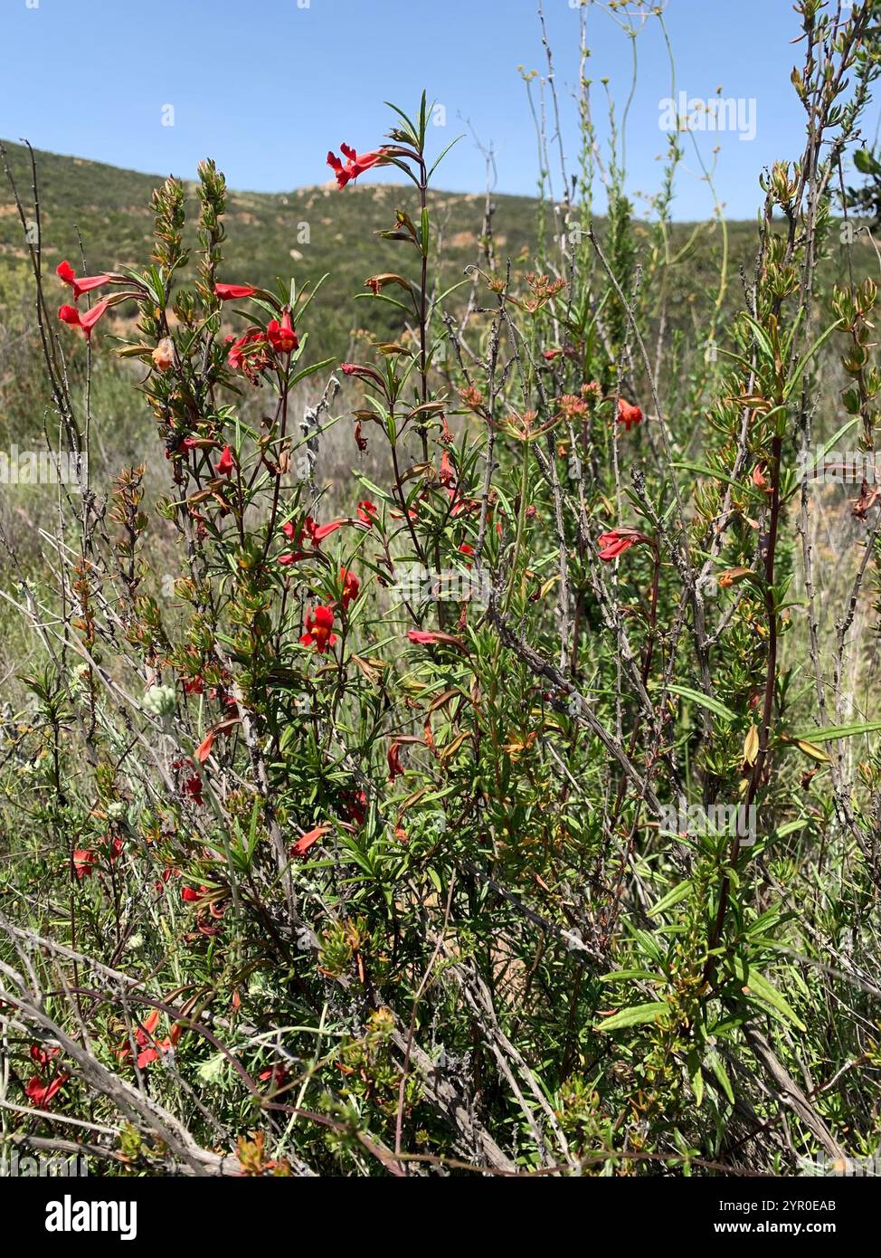 red bush monkeyflower (Diplacus puniceus Stock Photo - Alamy