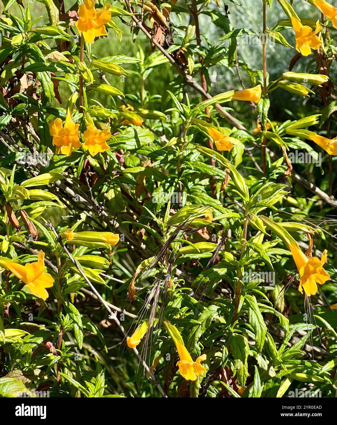 orange bush monkeyflower (Diplacus aurantiacus Stock Photo - Alamy