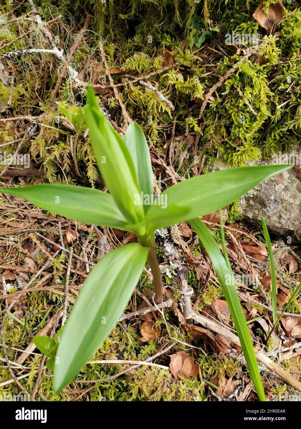 Columbia lily (Lilium columbianum Stock Photo - Alamy