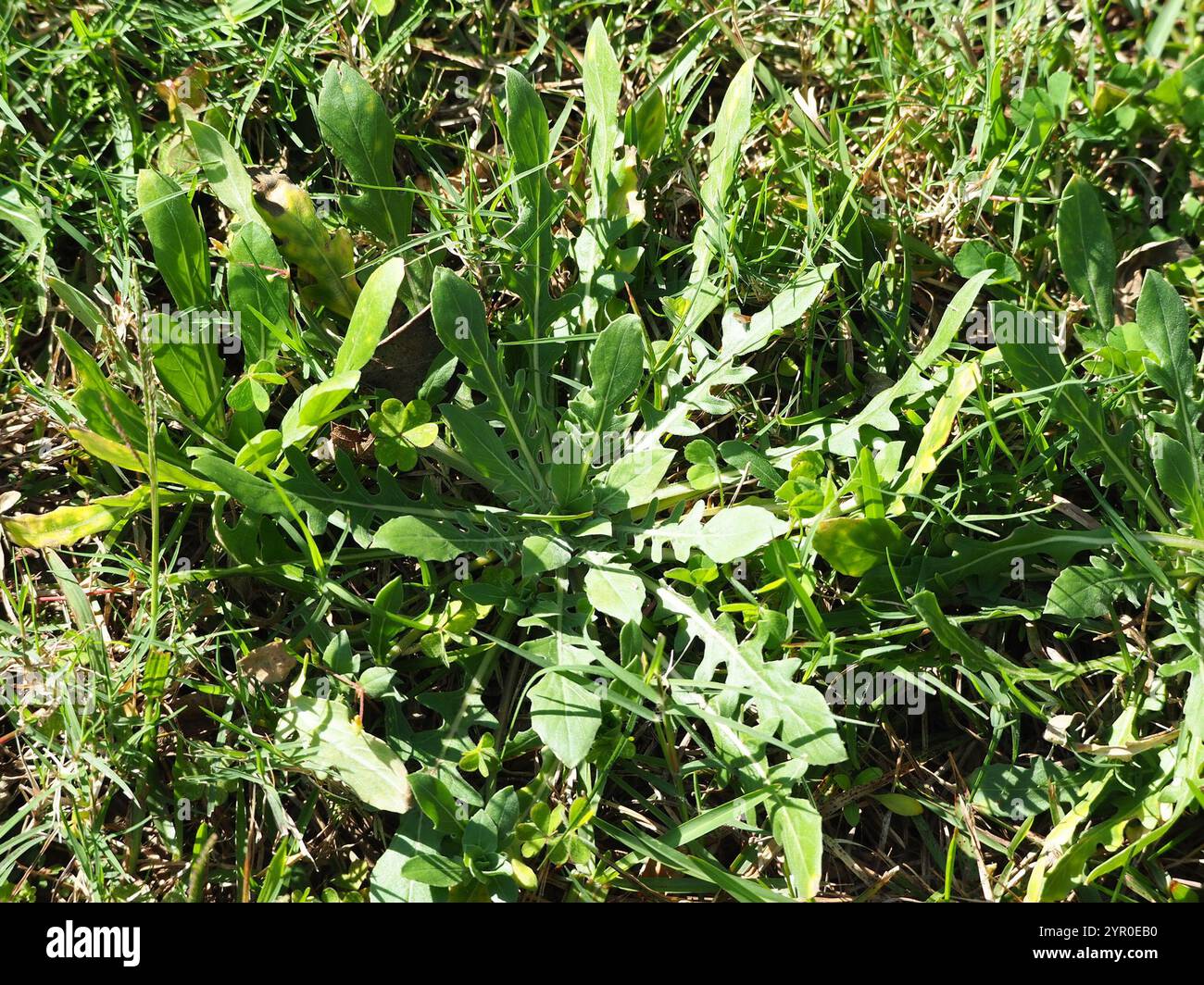 cutleaf evening primrose (Oenothera laciniata Stock Photo - Alamy