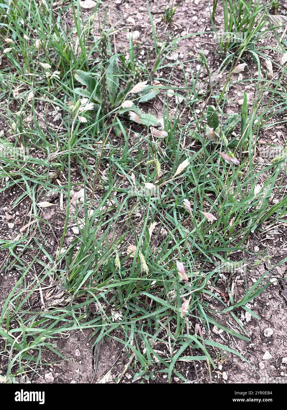 buffalograss (Bouteloua dactyloides Stock Photo - Alamy