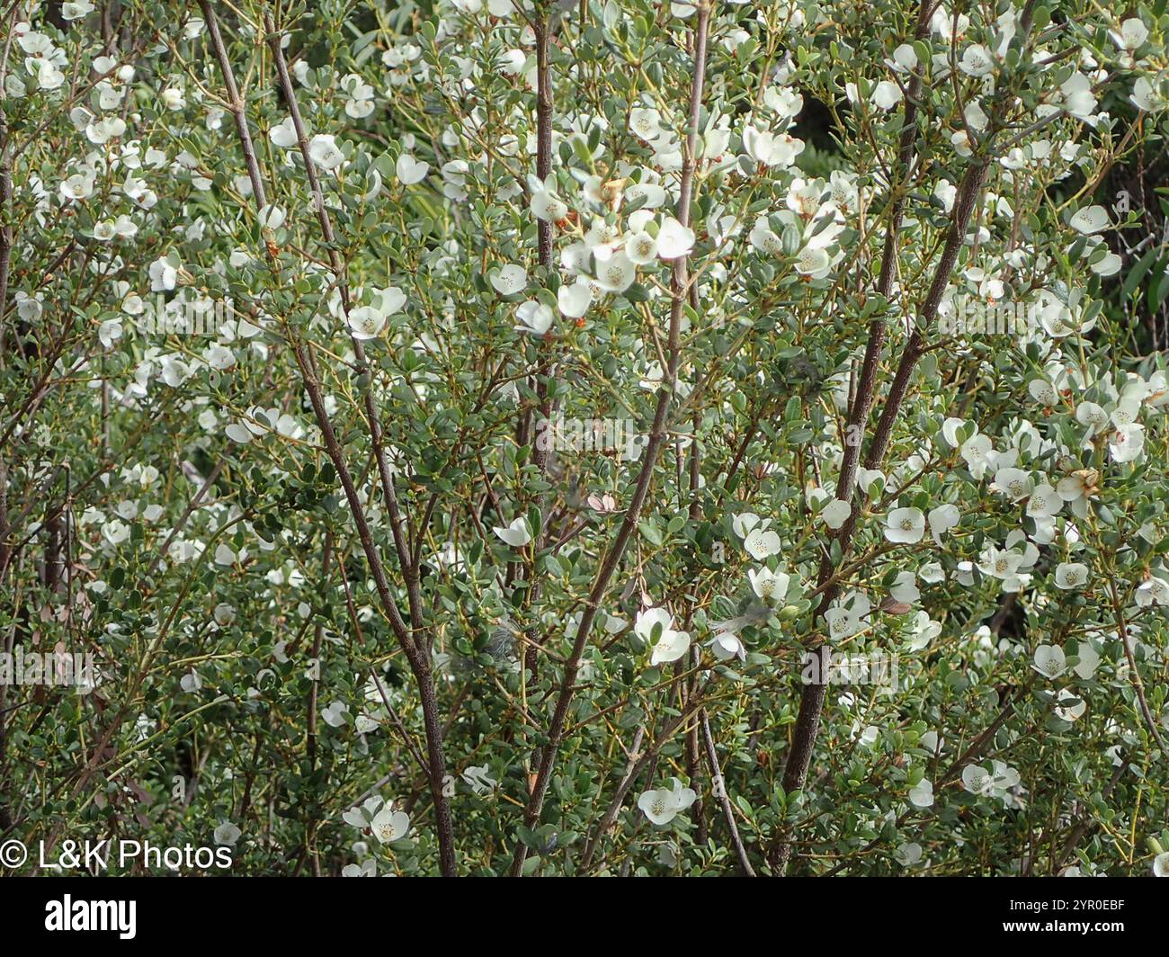 Dwarf leatherwood hi-res stock photography and images - Alamy
