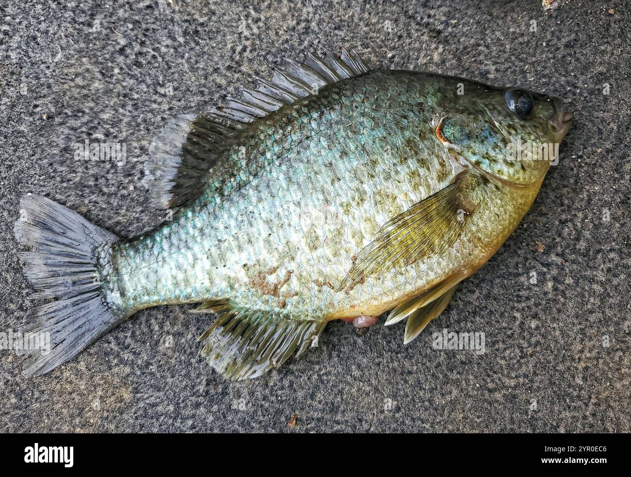 Redear Sunfish (Lepomis microlophus Stock Photo - Alamy
